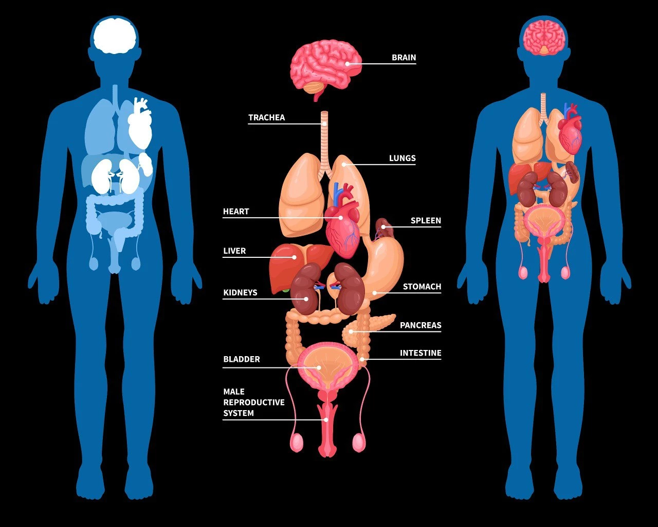 8 Organs In Your Body You Can Live Without 8-organs-in-your-body-you-can-live-without